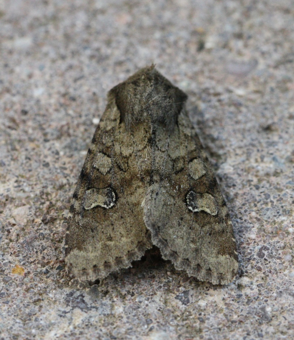 Rustic Shoulder-knot | NatureSpot