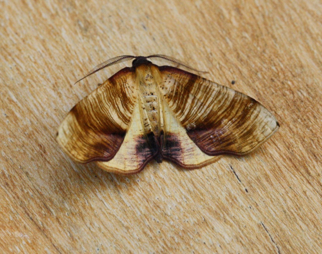 Scorched Wing | NatureSpot