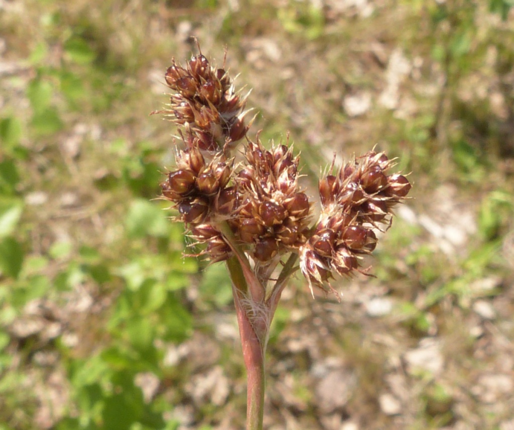 Heath Wood-rush | NatureSpot