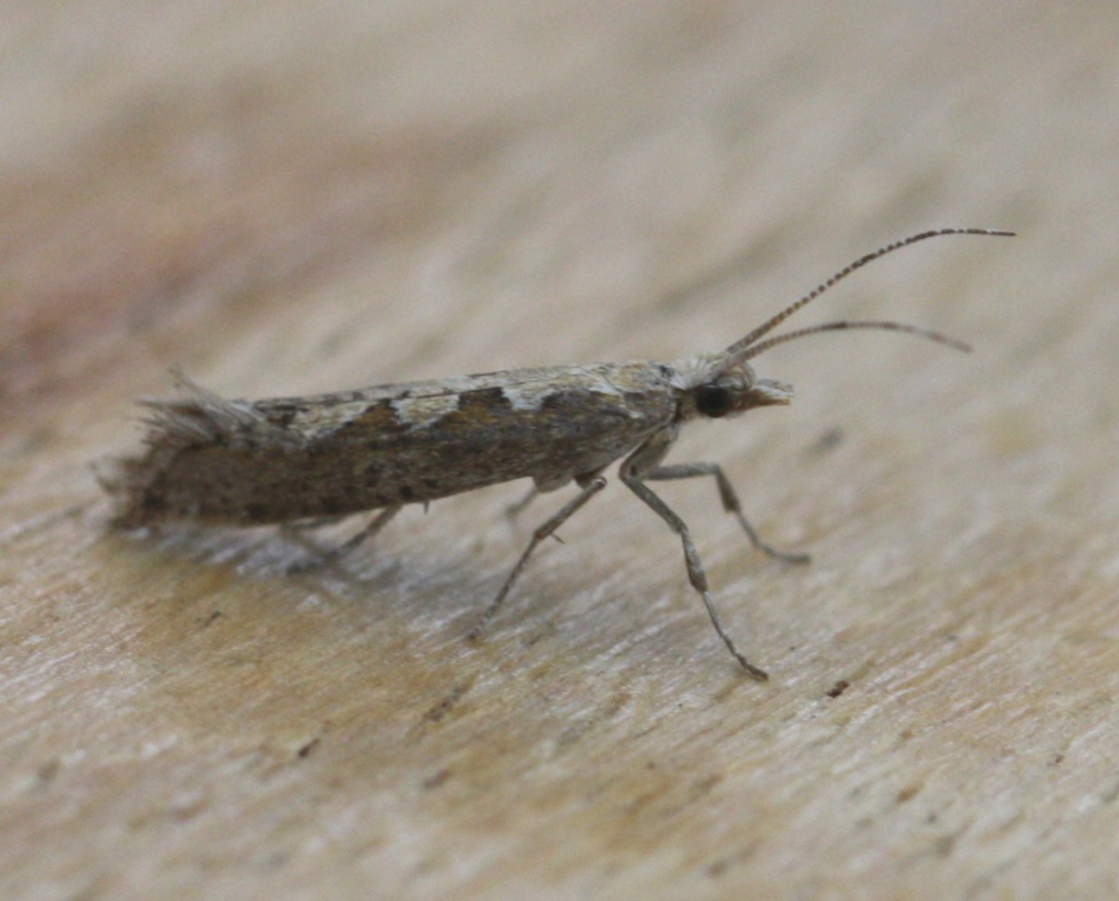 Diamond-back Moth | NatureSpot