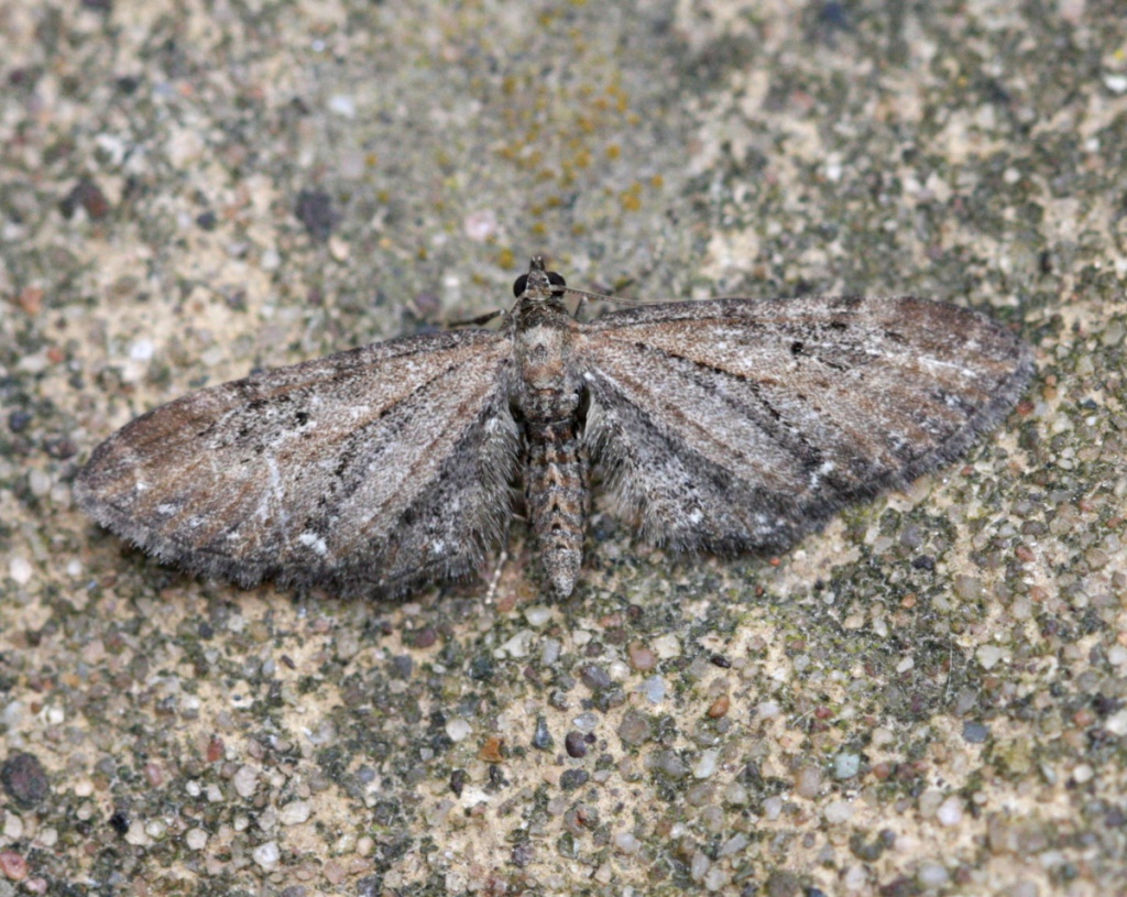 Common Pug | NatureSpot