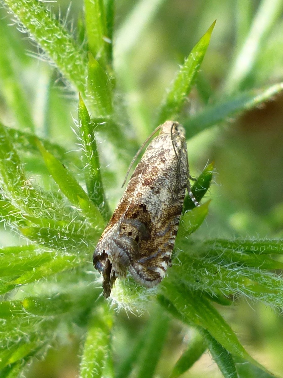 Cydia splendana | NatureSpot