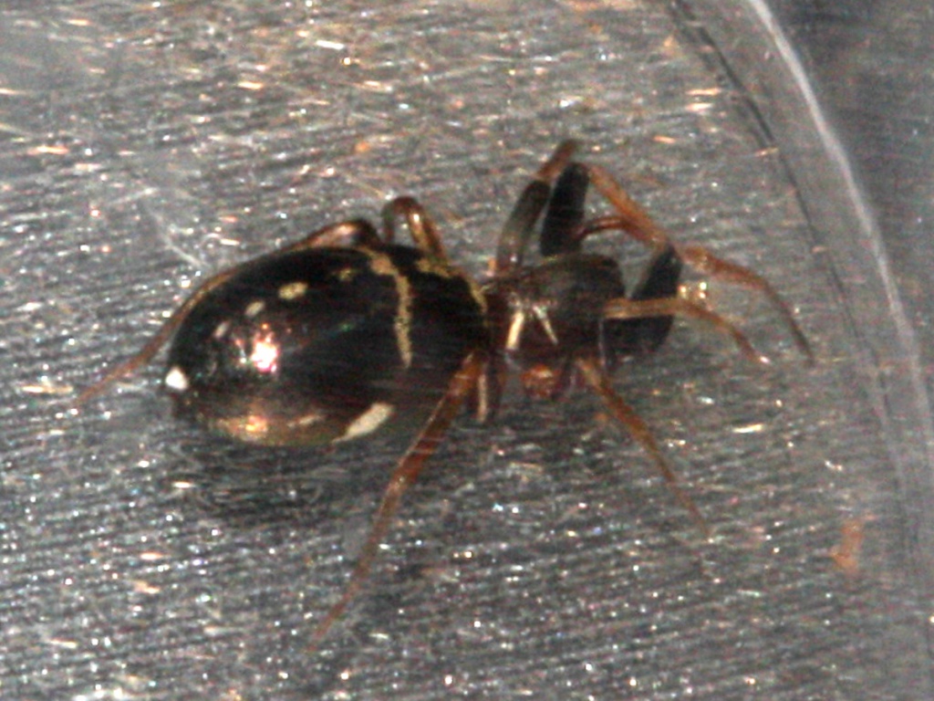 Micaria pulicaria sensu lato | NatureSpot