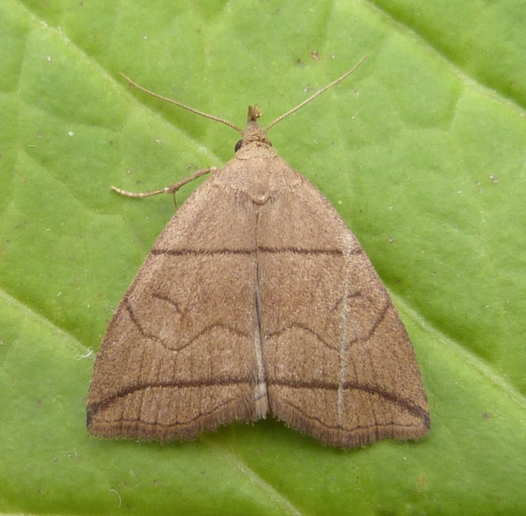 Small Fan-foot | NatureSpot
