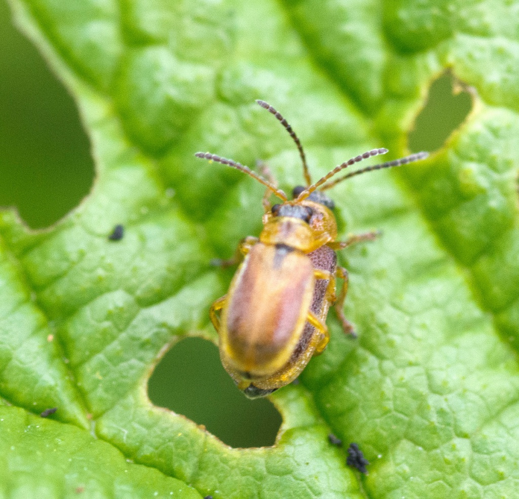 Strawberry Leaf Beetle | NatureSpot