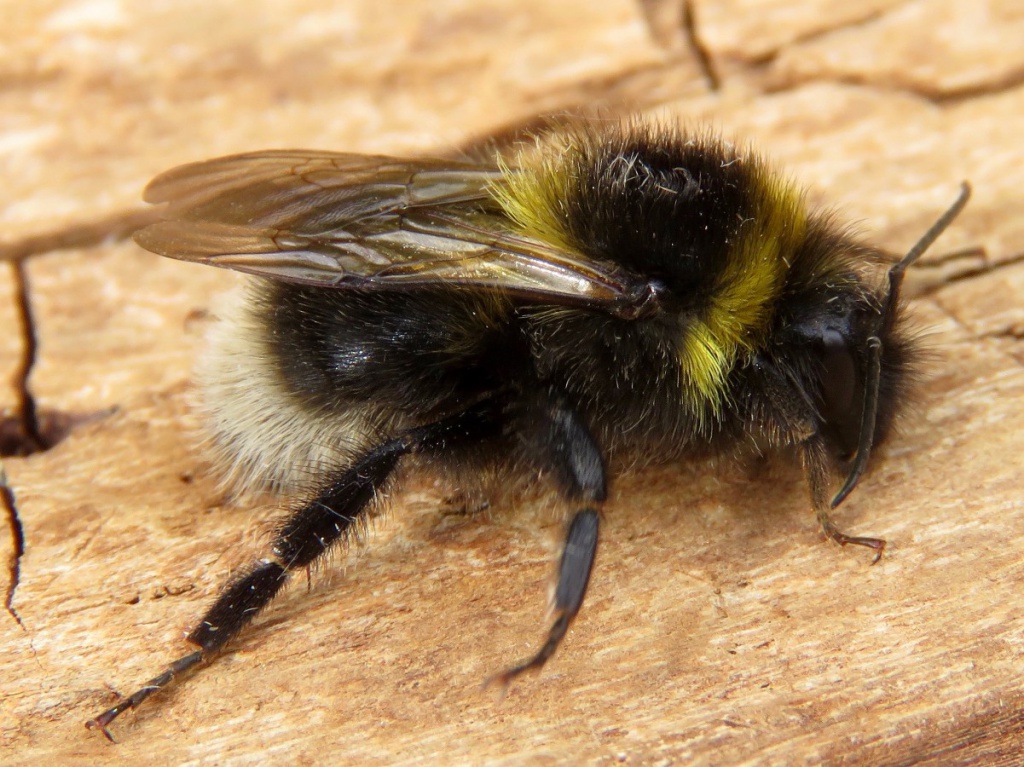 Garden Bumblebee | NatureSpot