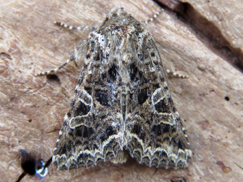 The Lychnis | NatureSpot