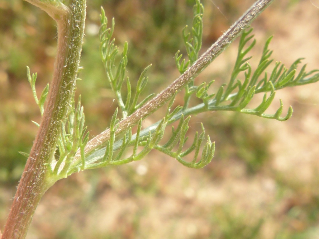 Stinking Chamomile | NatureSpot