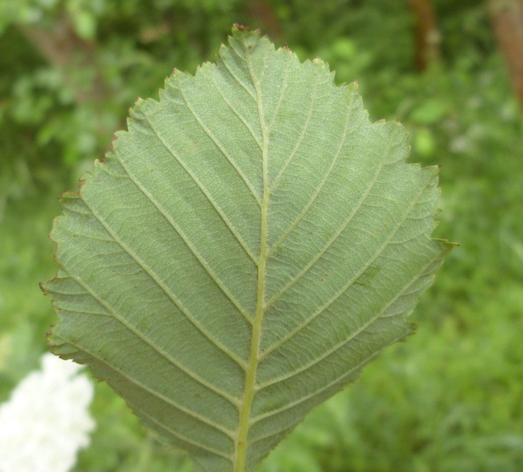 Grey Alder | NatureSpot