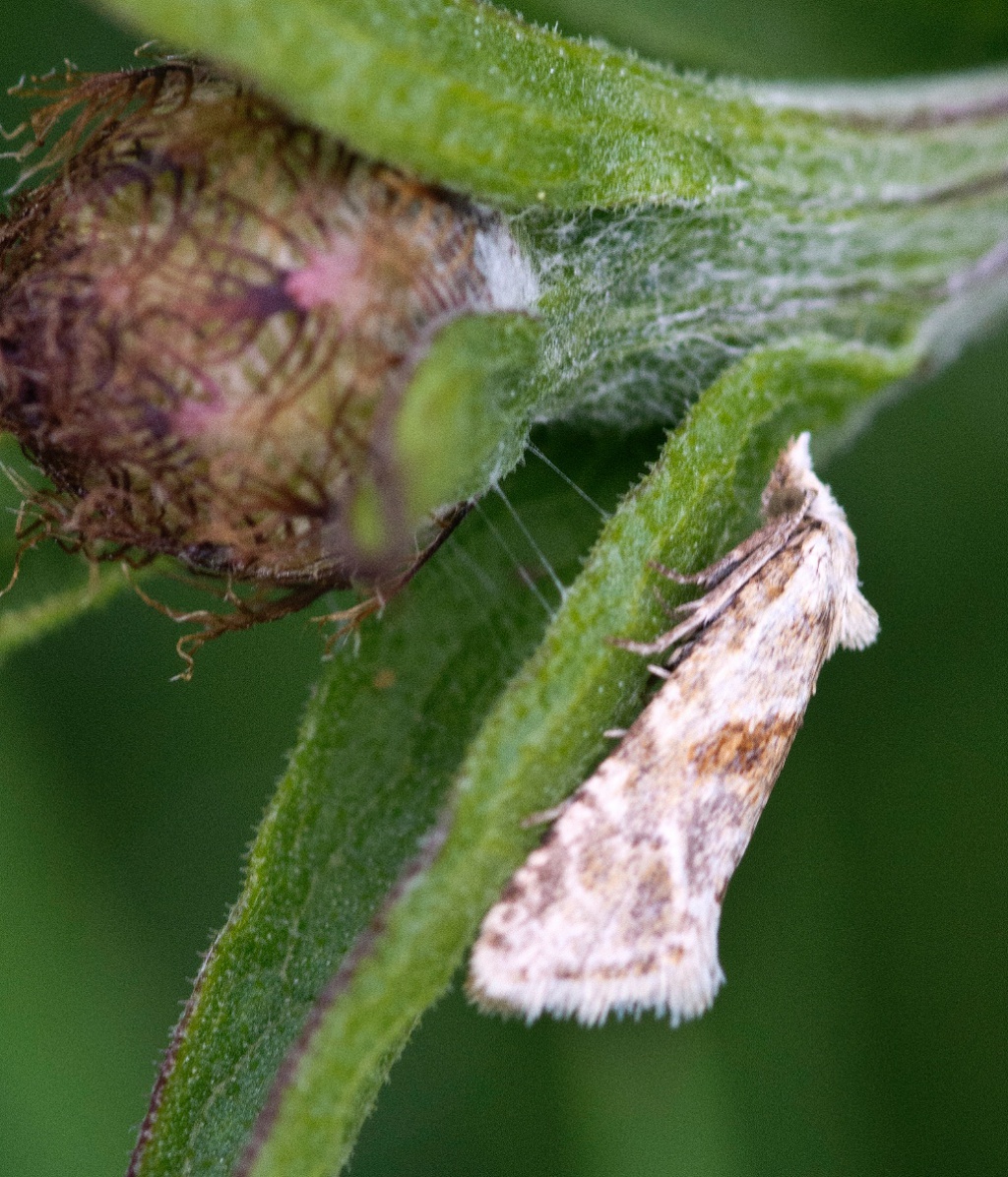 Cochylimorpha straminea | NatureSpot