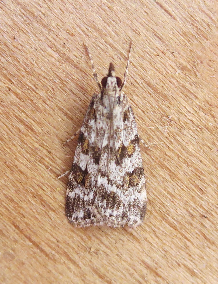 Scoparia pyralella | NatureSpot