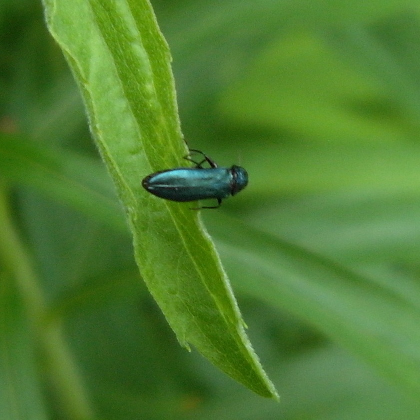 Agrilus cyanescens | NatureSpot
