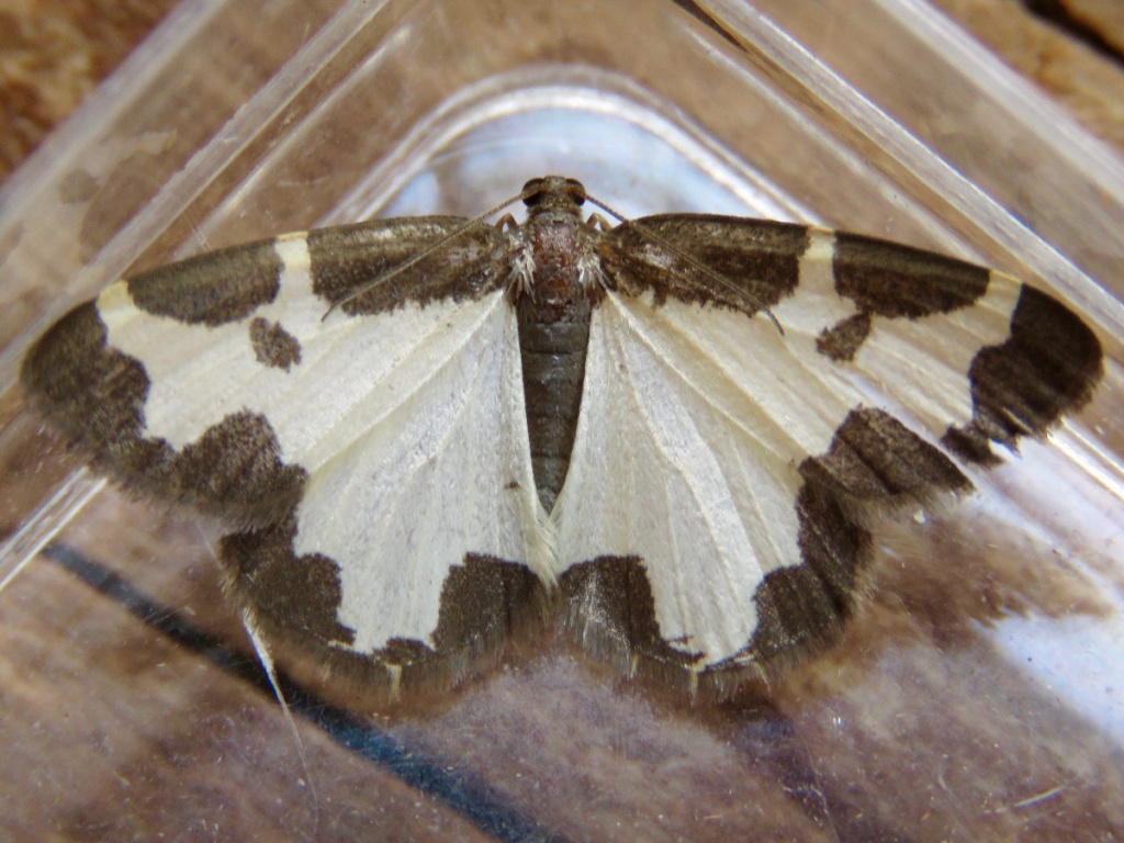 Clouded Border | NatureSpot