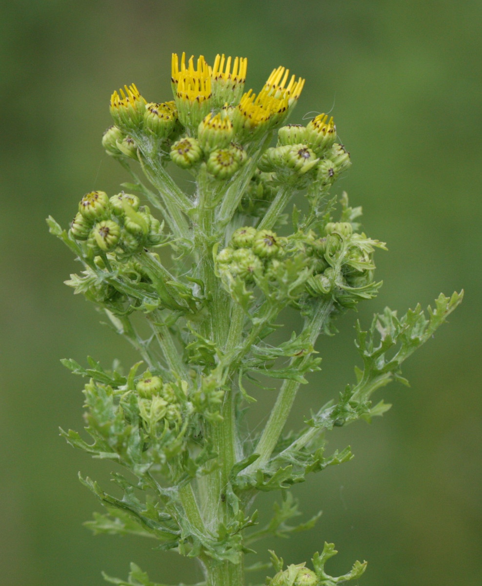 Common Ragwort | NatureSpot