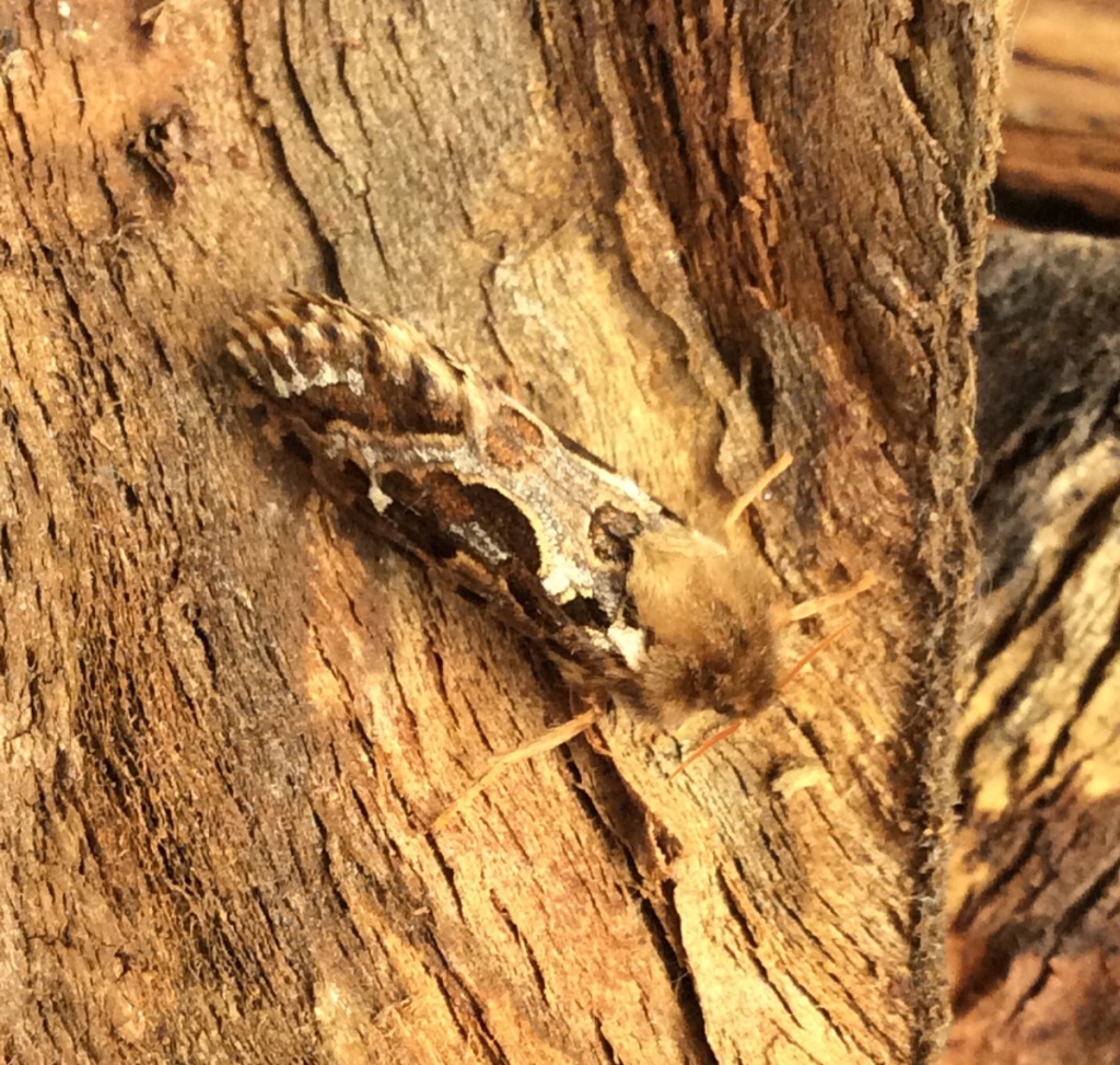 Map-winged swift | NatureSpot