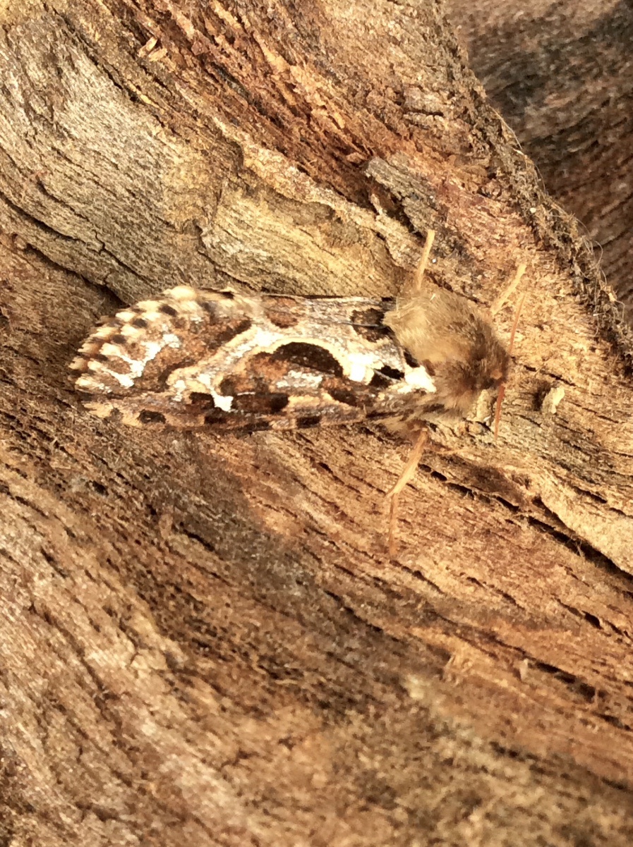 Map-winged swift | NatureSpot
