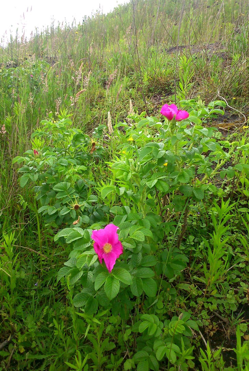 Japanese Rose agg. | NatureSpot