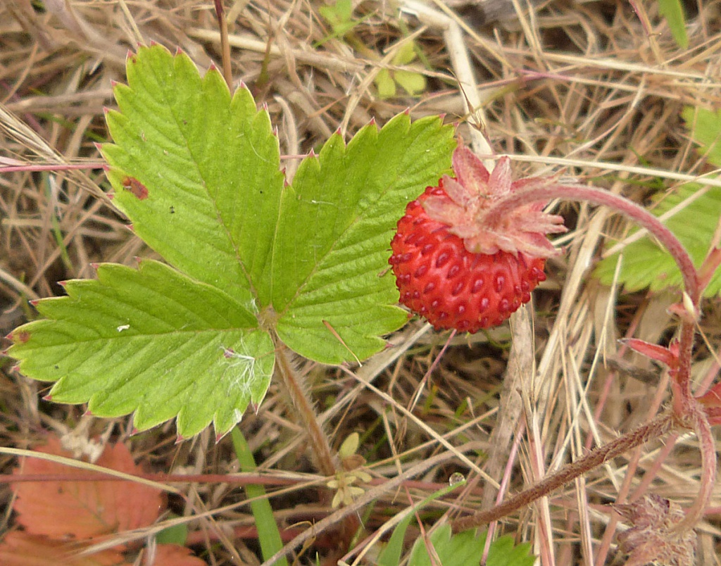Wild Strawberry | NatureSpot
