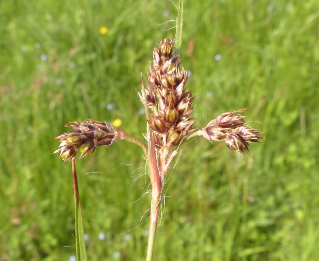 Heath Wood-rush | NatureSpot