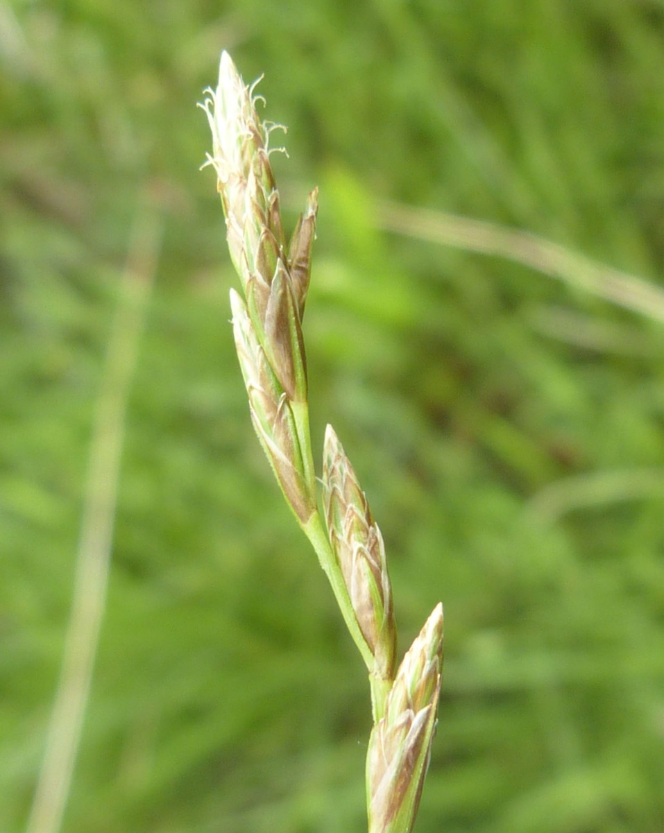 Oval Sedge | NatureSpot