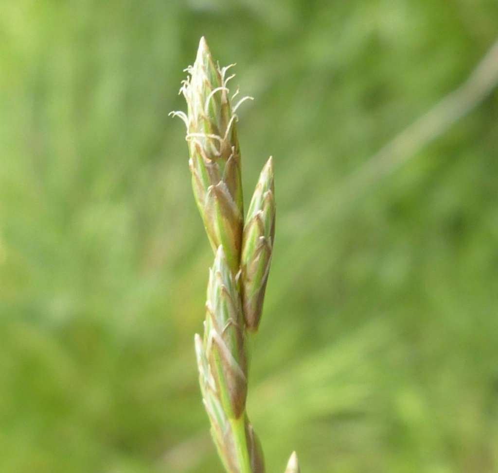 Oval Sedge | NatureSpot