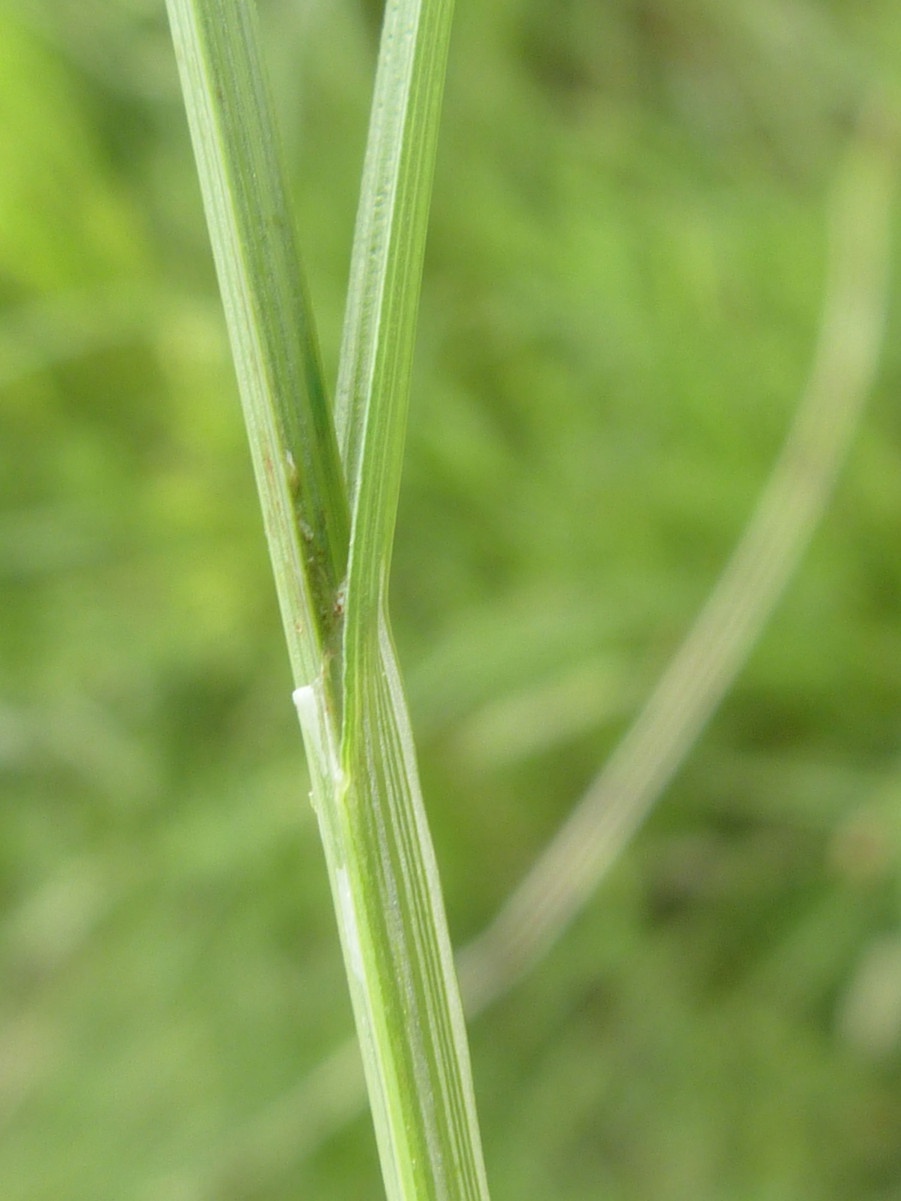 Oval Sedge | NatureSpot