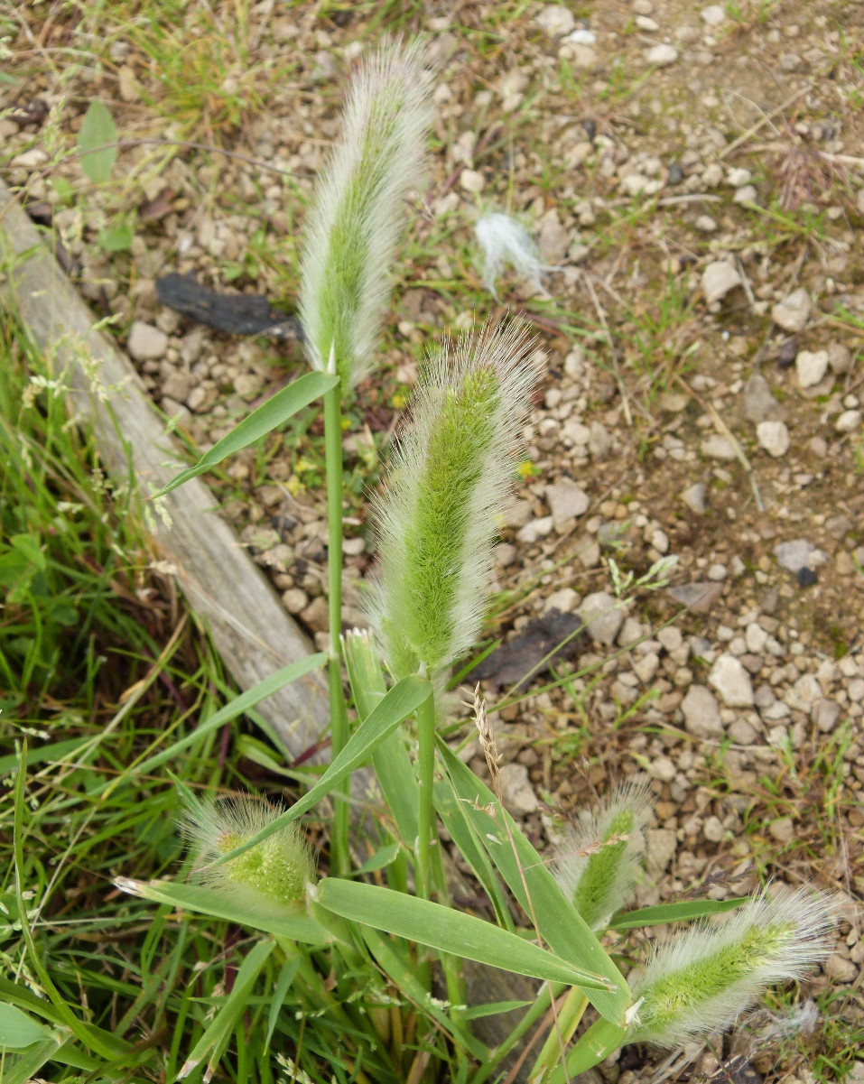 Annual Beard-grass | NatureSpot