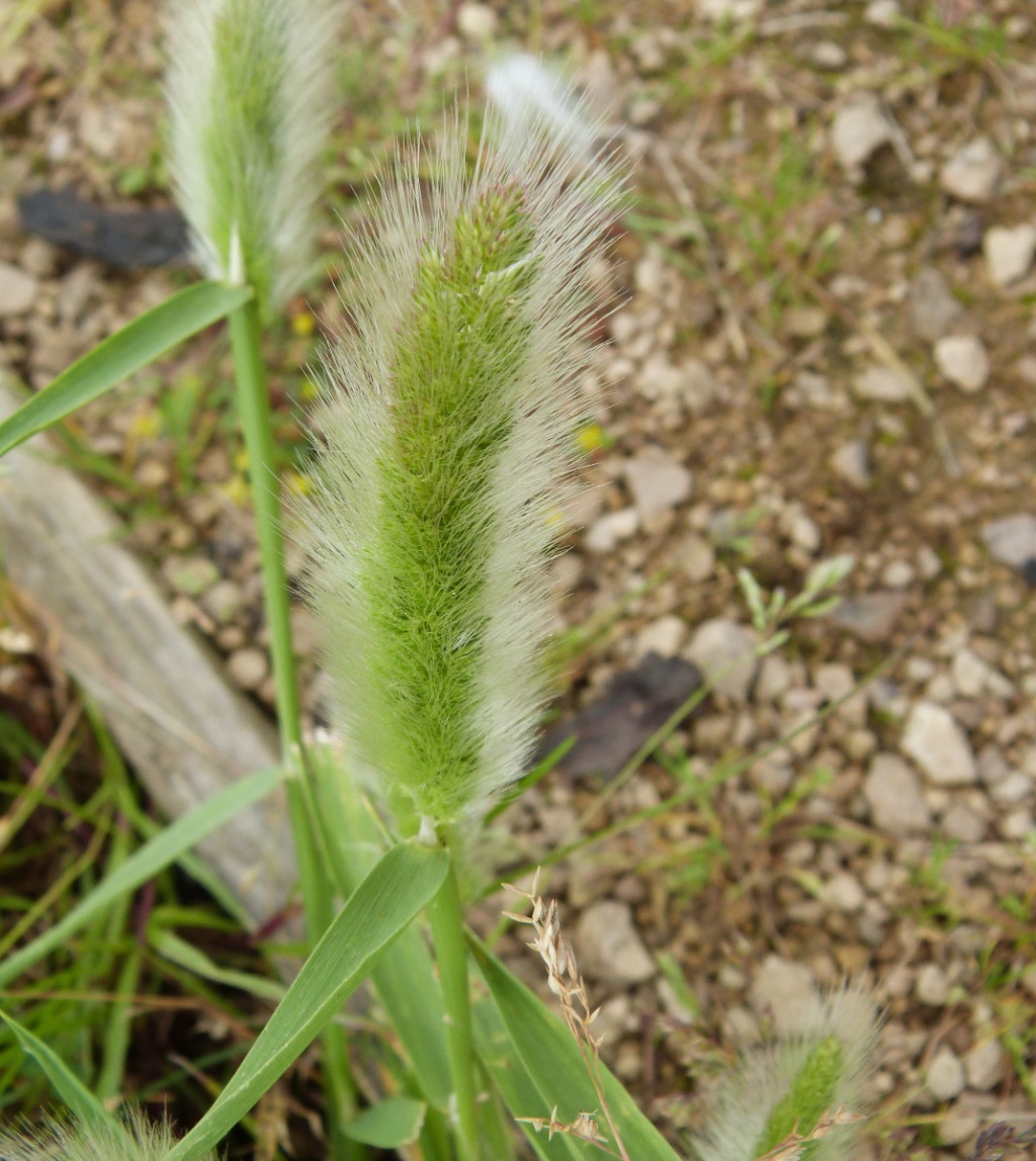 Annual Beard-grass | NatureSpot