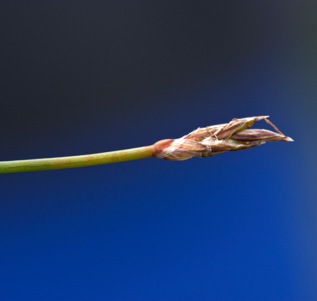 Slender Spike-rush | NatureSpot