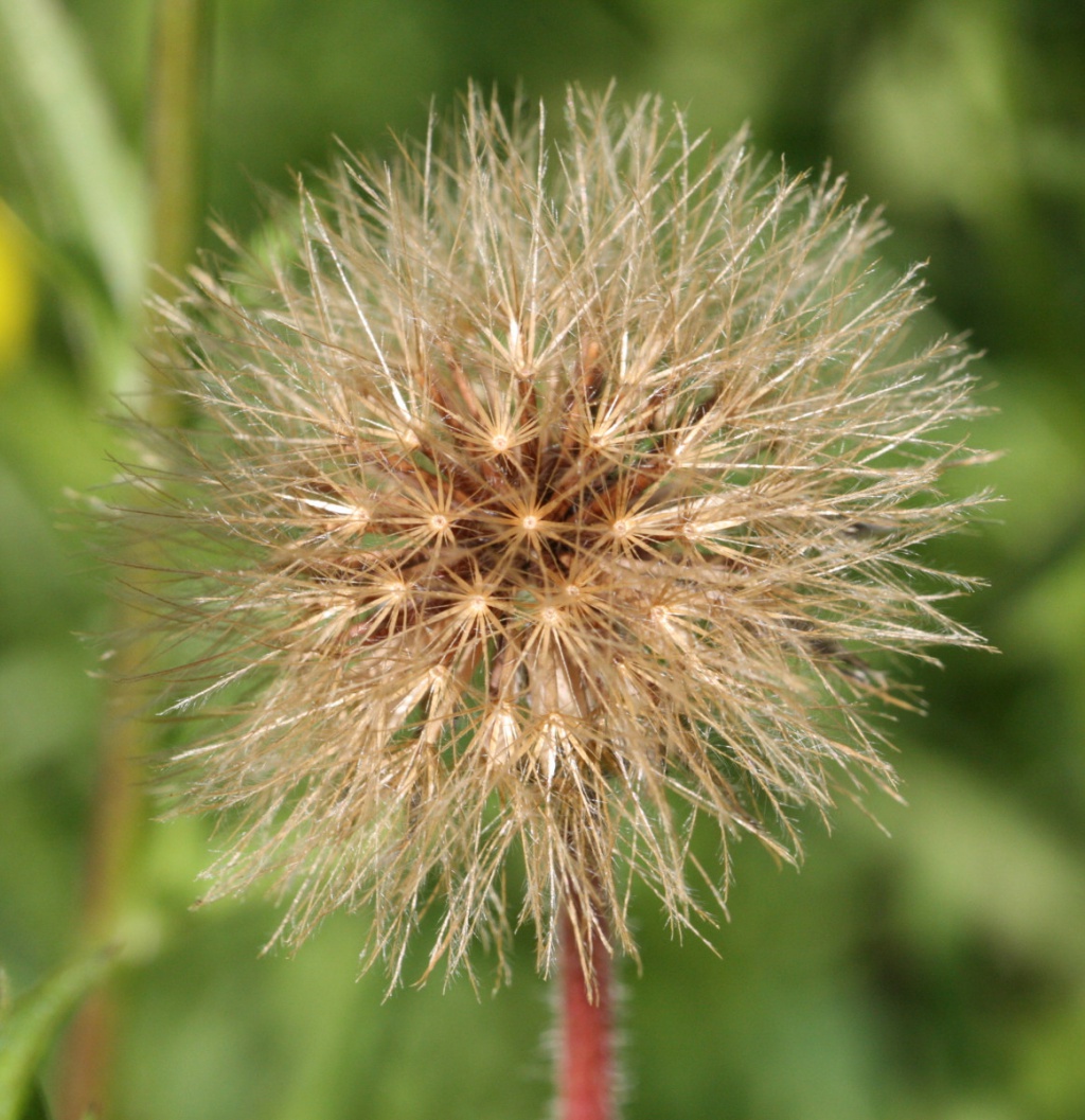 Rough Hawkbit | NatureSpot