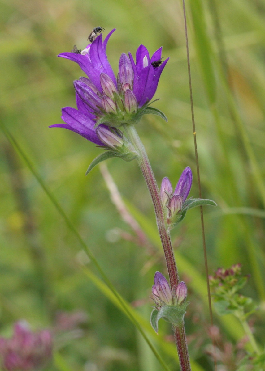 Clustered Bellflower | NatureSpot