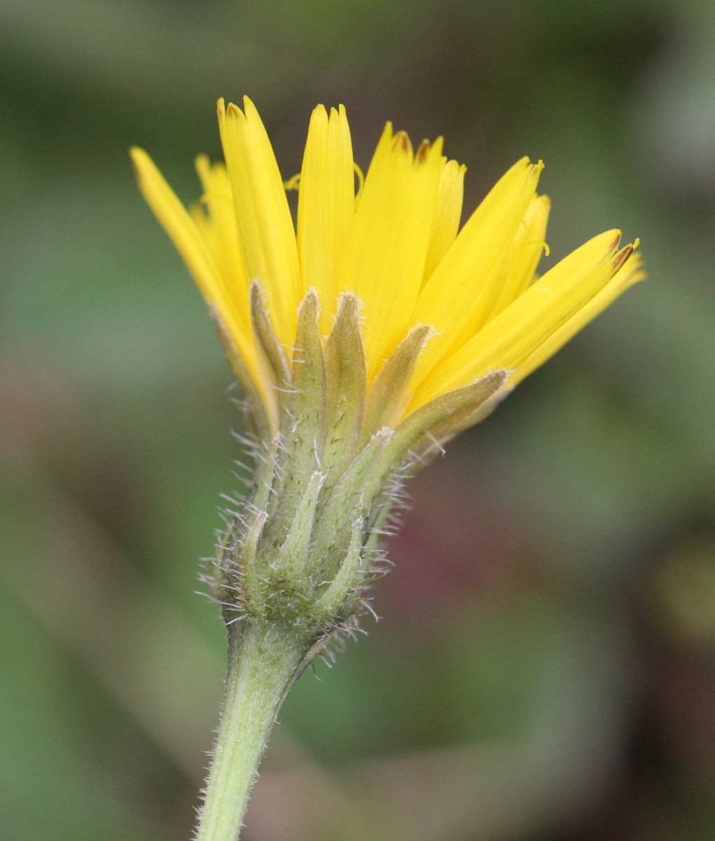 Lesser Hawkbit | NatureSpot