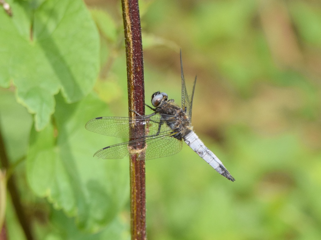 Scarce Chaser | NatureSpot