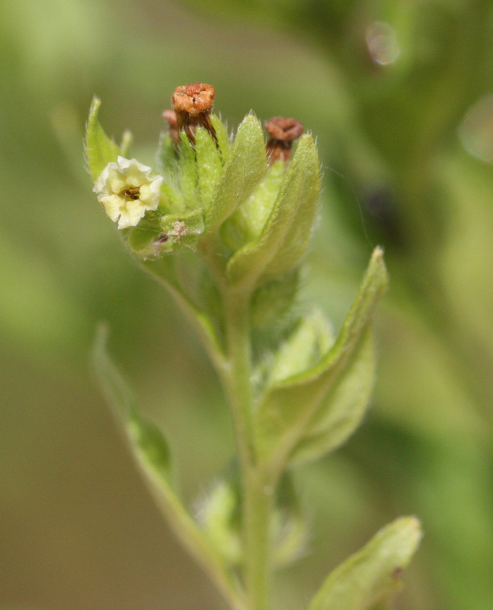 Common Gromwell | NatureSpot