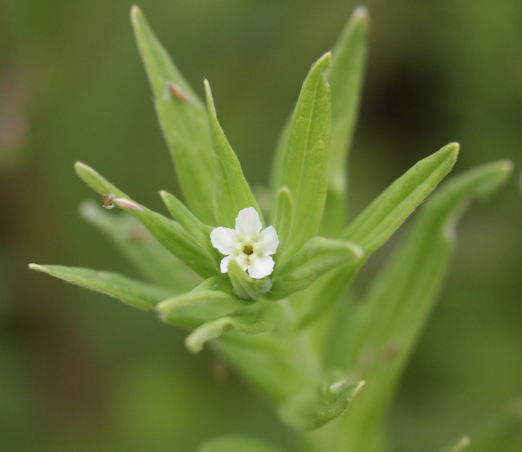 Common Gromwell | NatureSpot