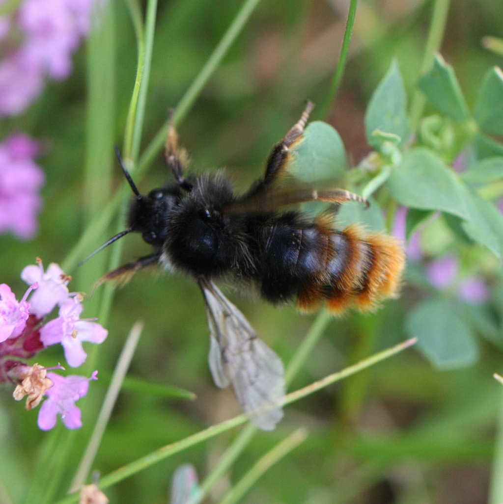 Hill Cuckoo Bee | NatureSpot