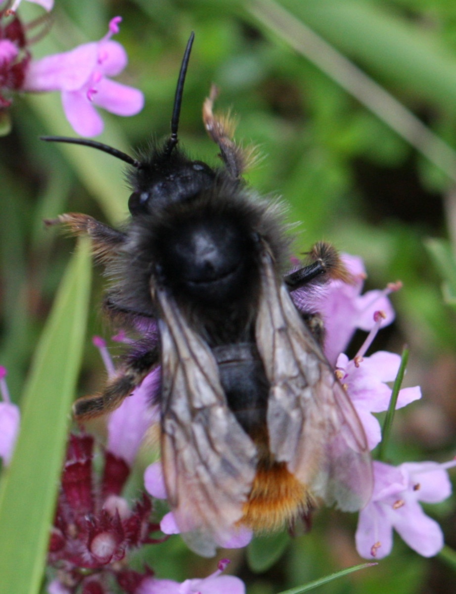 Hill Cuckoo Bee | NatureSpot