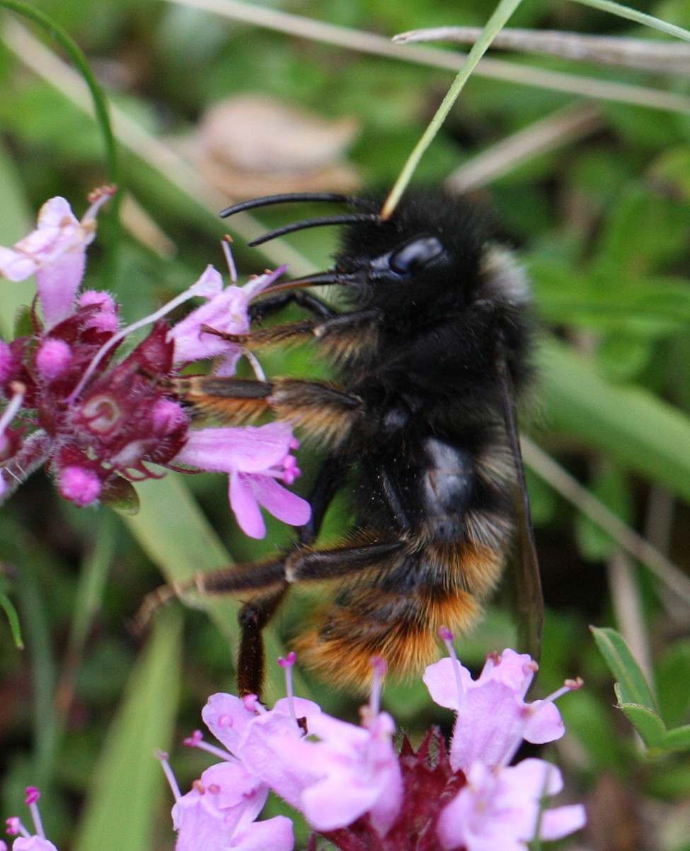 Hill Cuckoo Bee | NatureSpot