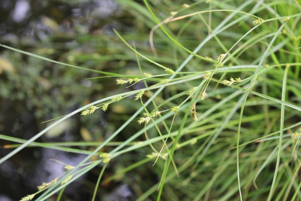 Remote Sedge | NatureSpot