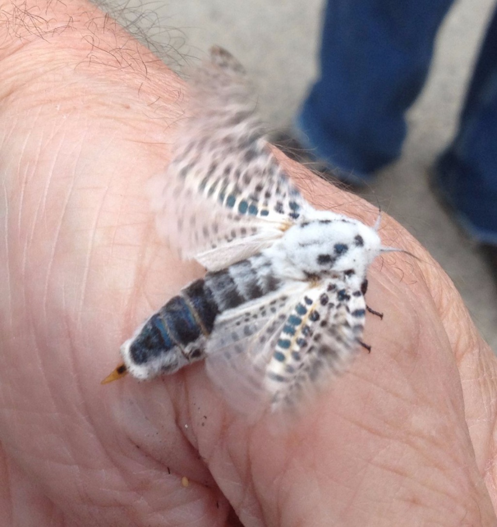 Leopard Moth | NatureSpot
