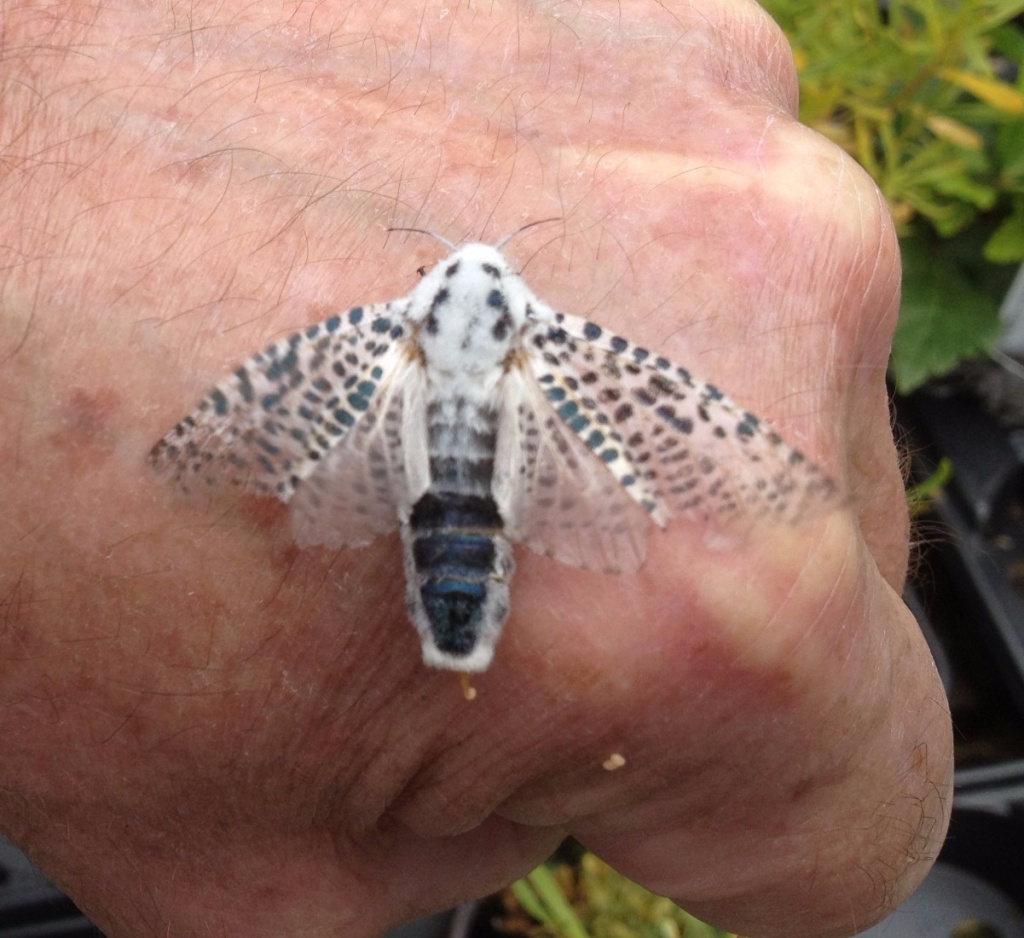 Leopard Moth | NatureSpot