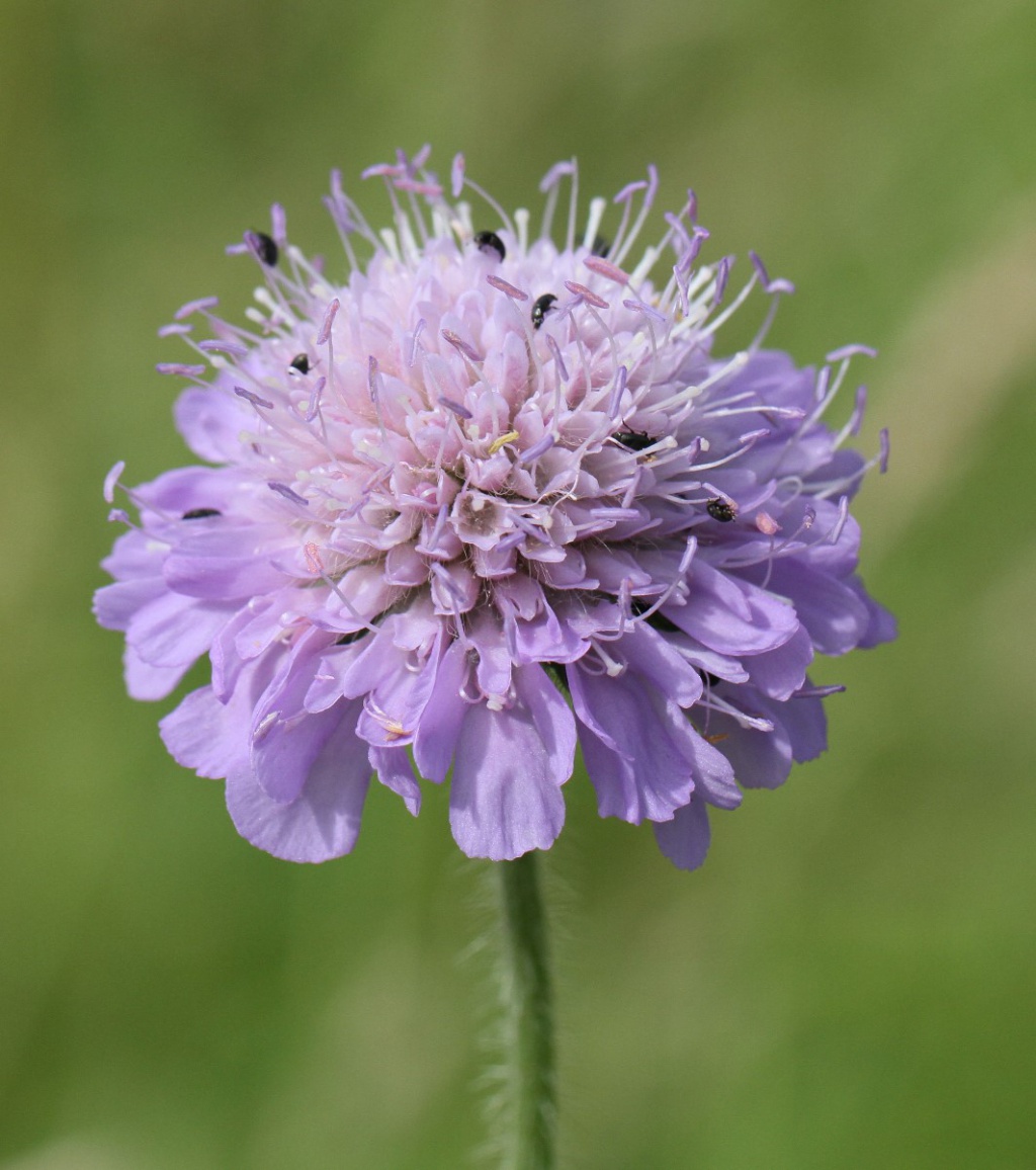 Field Scabious | NatureSpot