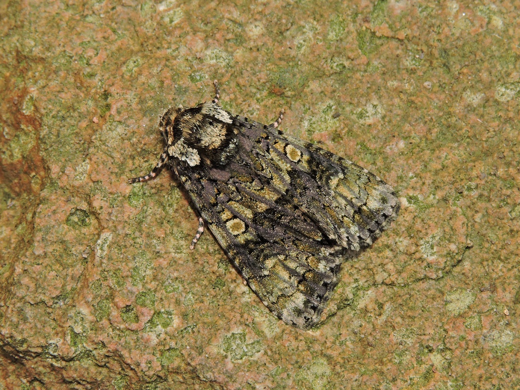 The Coronet | NatureSpot