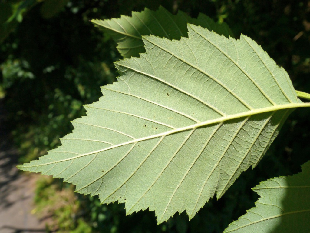 Grey Alder | NatureSpot