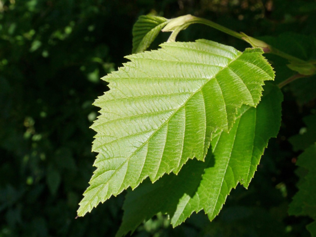 Grey Alder | NatureSpot