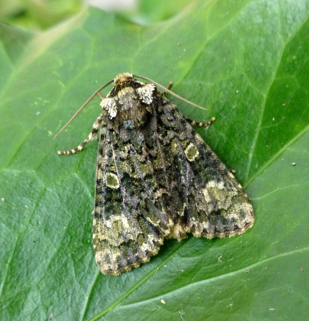 The Coronet | NatureSpot