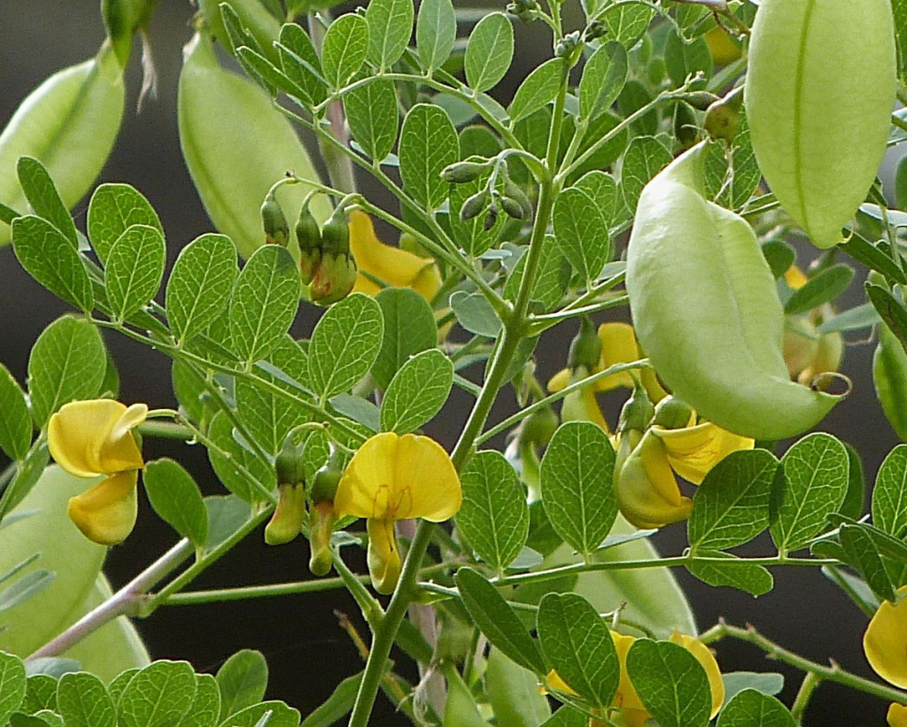 Bladder-senna | NatureSpot