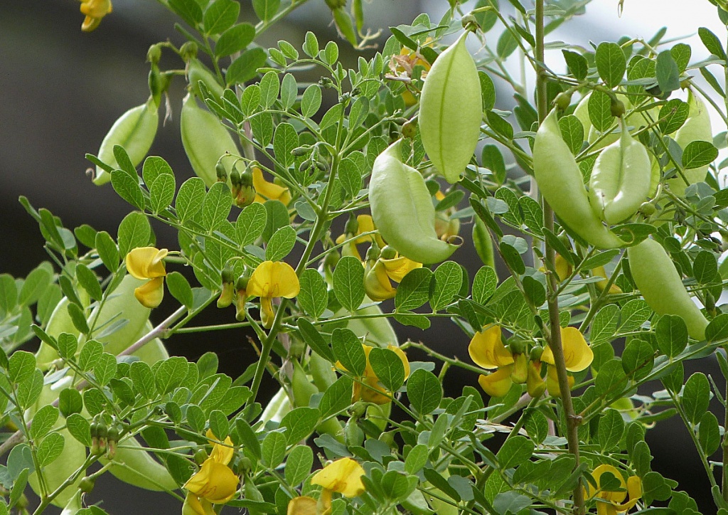 Bladder-senna | NatureSpot