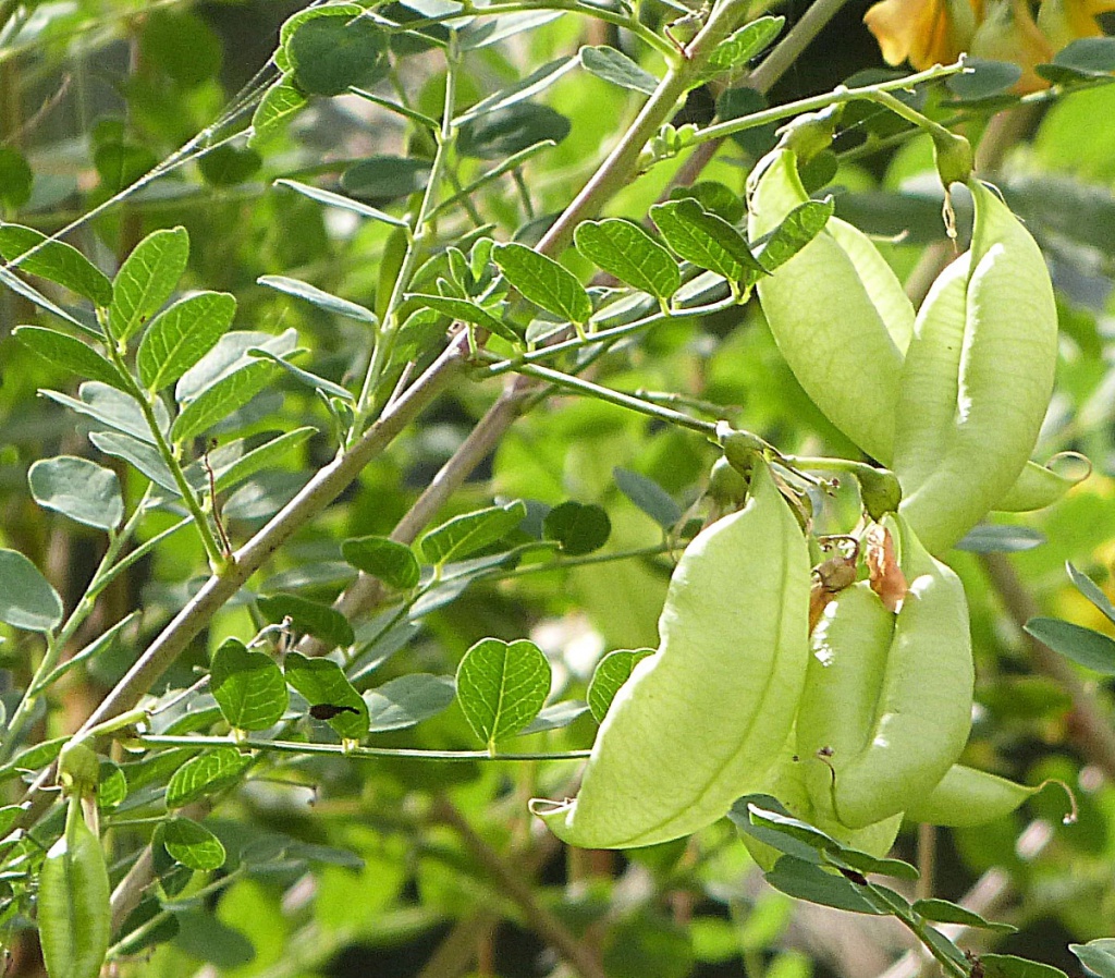 Bladder-senna | NatureSpot