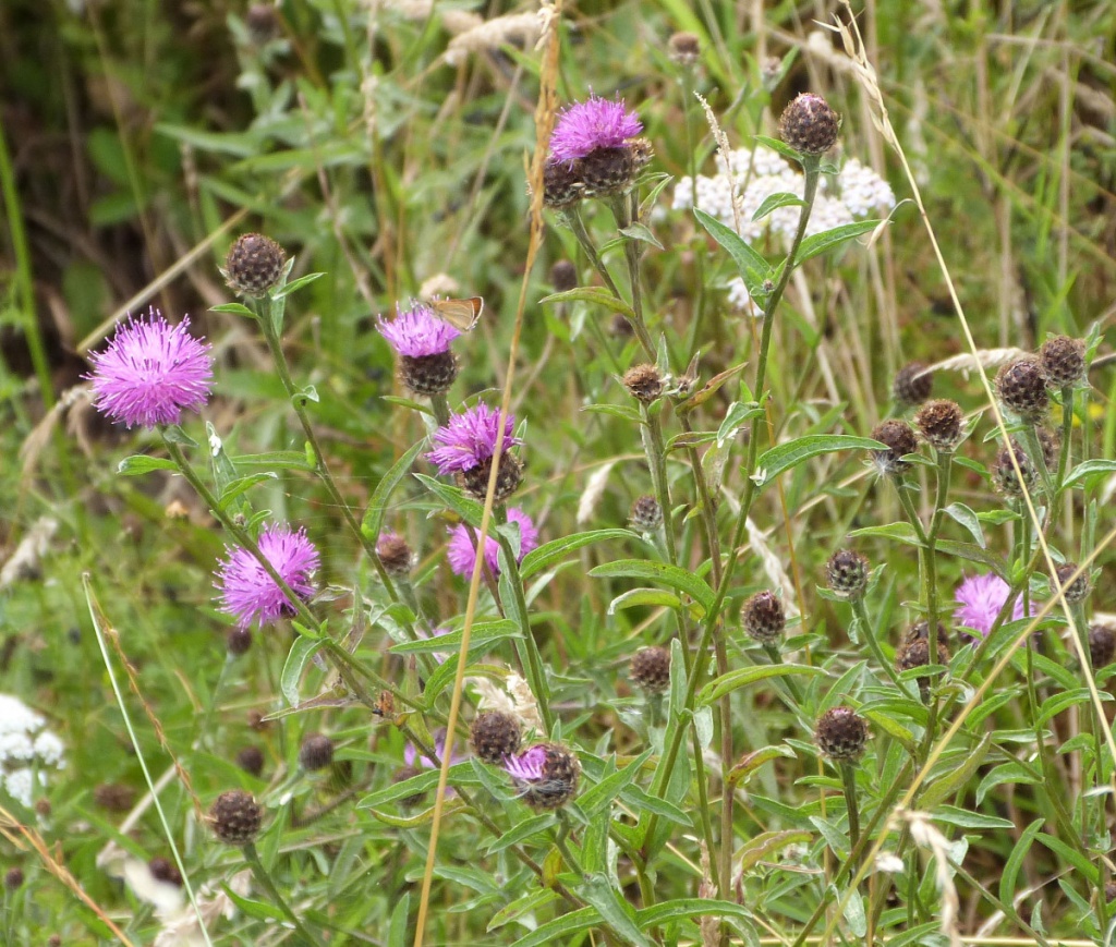 Common Knapweed | NatureSpot